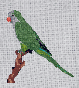 Quaker Parakeet Cross Stitch Pattern
