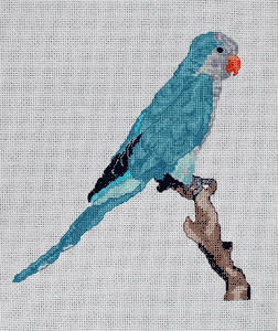 Quaker Parakeet Blue Mutation Cross Stitch Pattern