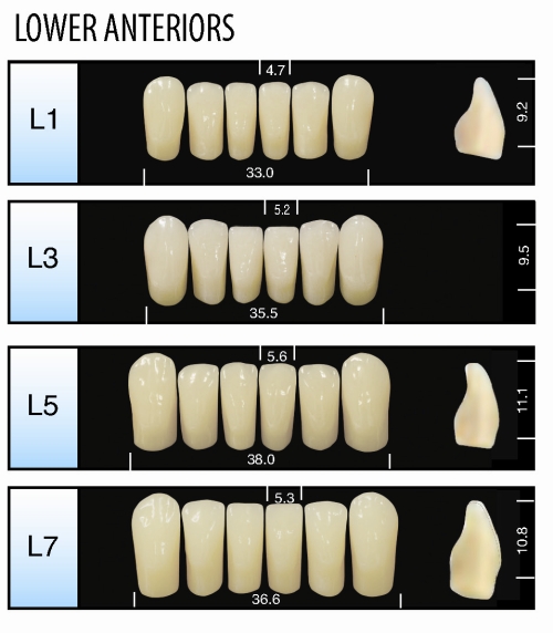 Lower Anterior Teeth