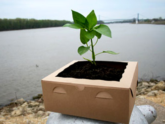 Natural Brown Bakery Boxes (eco-friendly)