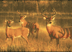 BordersToGo.com--Big Savings on Wallpaper Borders & Décor