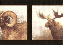 Animals Themes - Wildlife Wallpaper Borders