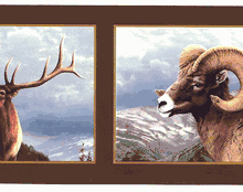 Animals Themes - Wildlife Wallpaper Borders