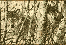 Clearance Wallpaper Borders - Limited Quantities