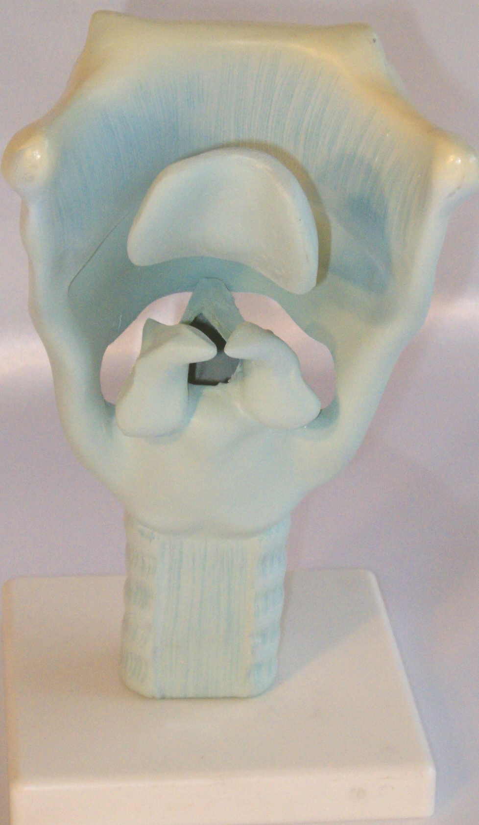 Cartilages of larynx model
