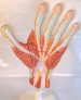 Hand dissection model