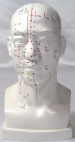Head acupuncture model