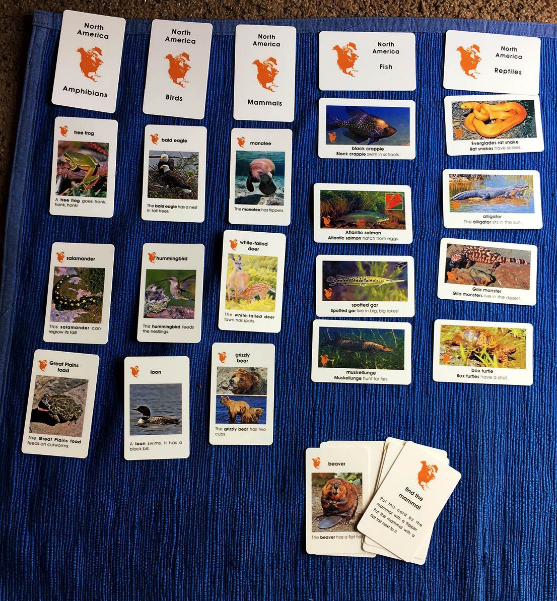North America Plastic Animal Cards