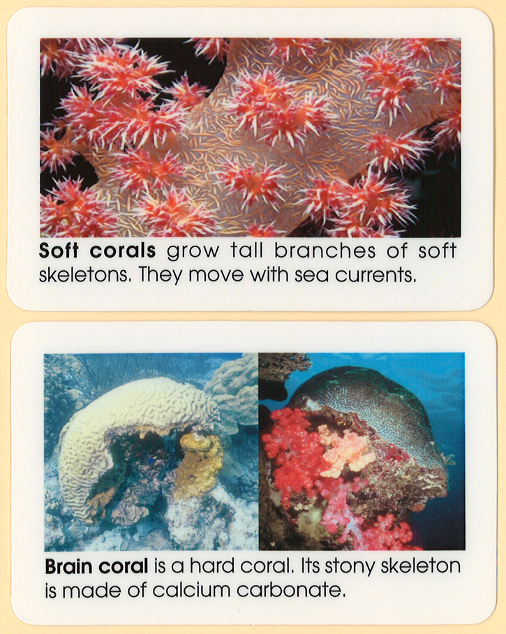 Sponges and Corals Plastic Cards Elementary