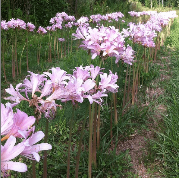 Aunt Darlene's Surprise Lily Bulb - 3 bulbs-$15.00