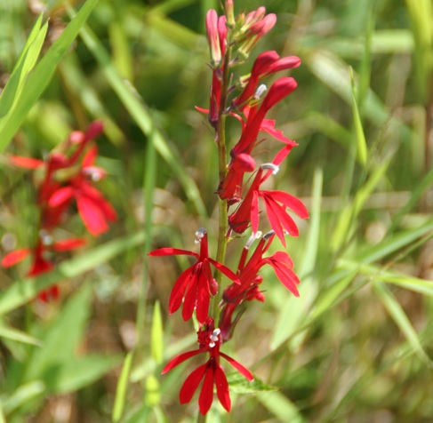 Cardinal Flower Seeds