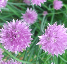 Herb Seeds