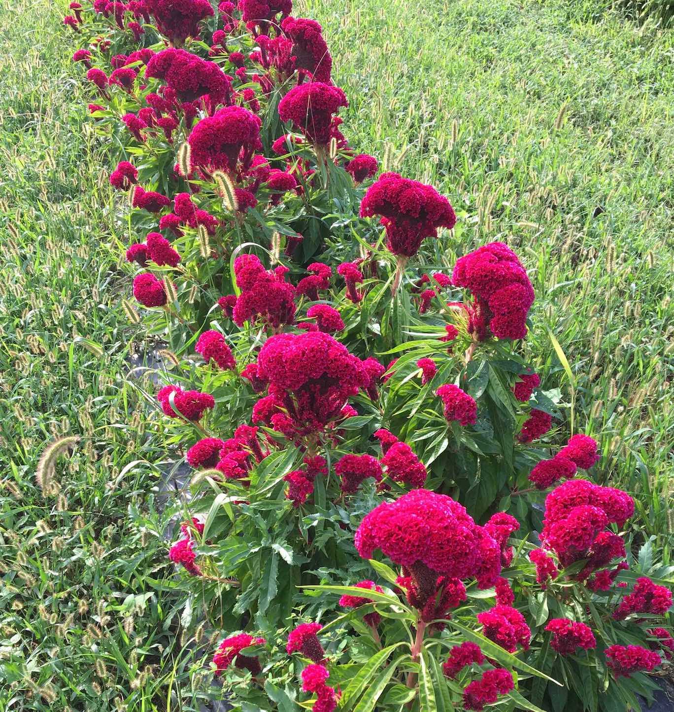 Cockscombs and Celosia