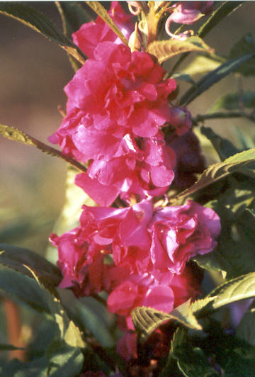 Garden Balsam - Touch Me Not