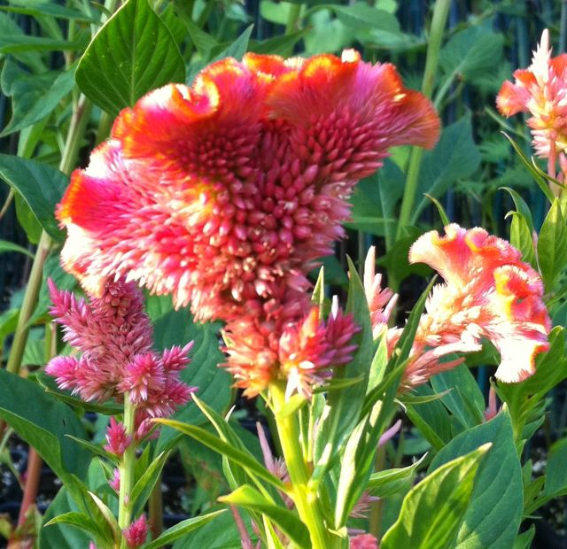 Collecting Seeds Celosia