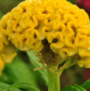 Giant Yellow Cockscomb seeds