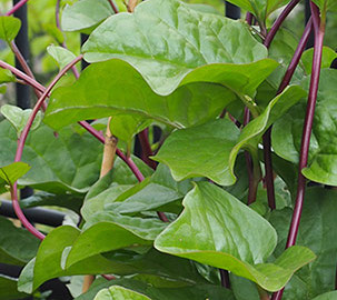 Malabar Climbing Spinach seeds