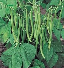 Nickel French Filet Green Bean seeds