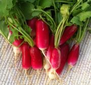 Radishes
