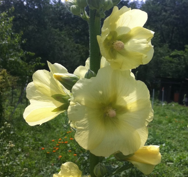 Russian Hollyhock seeds - Alcea rugosa