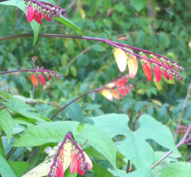 Spanish Flag / Firecracker Vine seeds - Ipomoea mina lobata
