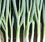 Bunching Onions/Scallions Seeds