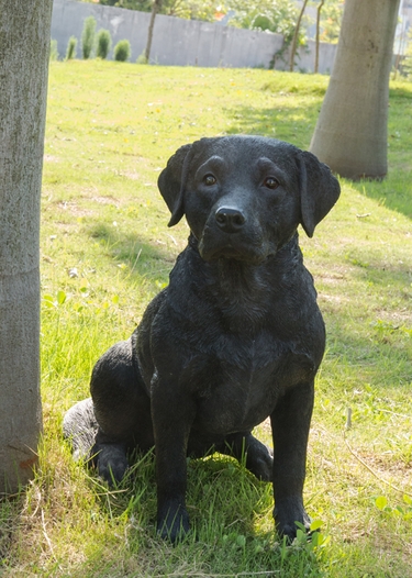 21" Black Lab Statue "Ultra-Realistic" only $239.95 at Garden Fun