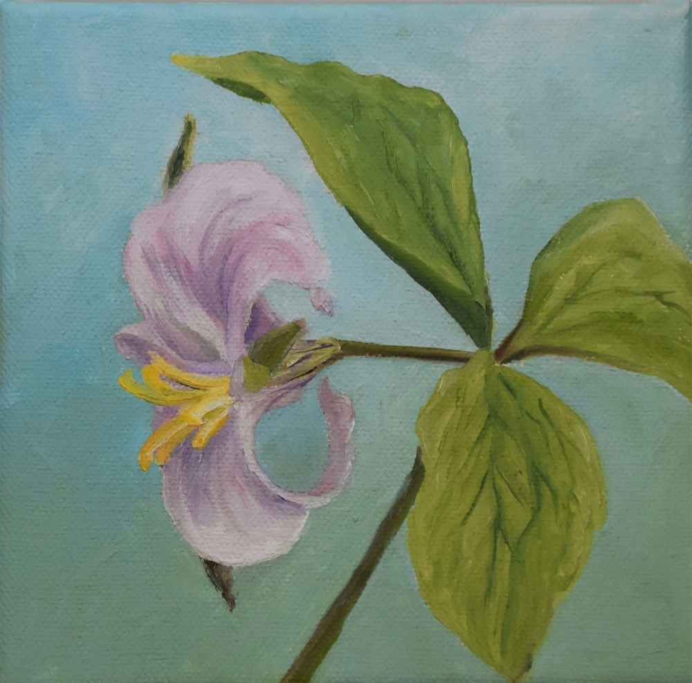 Pink Trillium