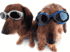 Doggles Originalz | KoolDawgTees