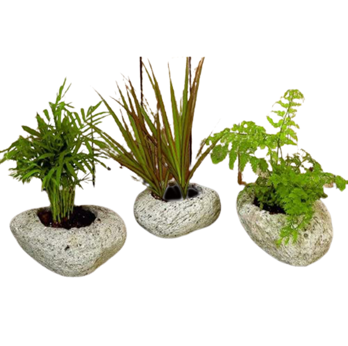 Volcanic Rock Planters, Set of 3 by Dr. Livingstone - Dr. Livingstone