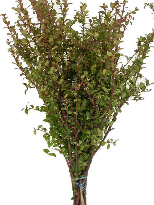 Floral wedding and event decorations