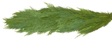Leyland Flat Cedar