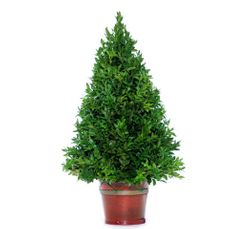 Original Boxwood 15"