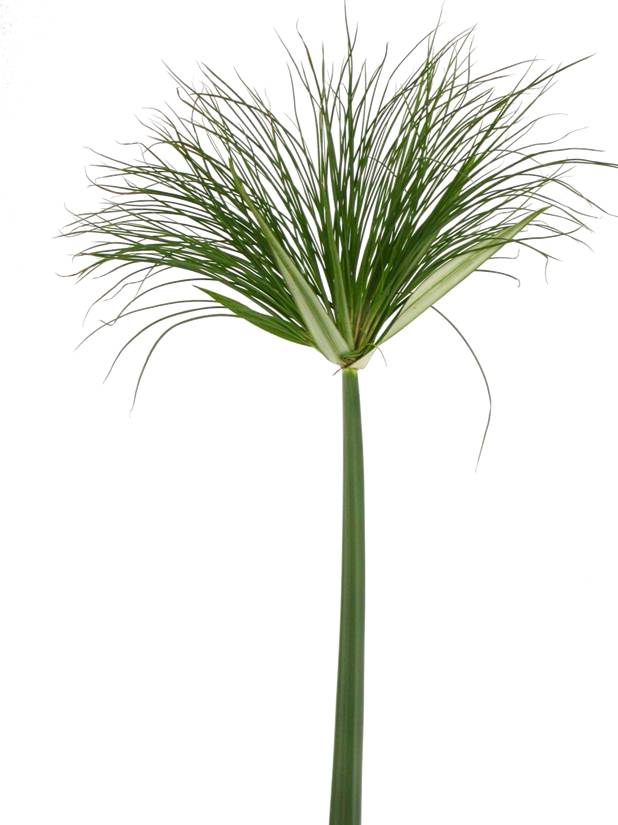 Egyptian Papyrus Plant