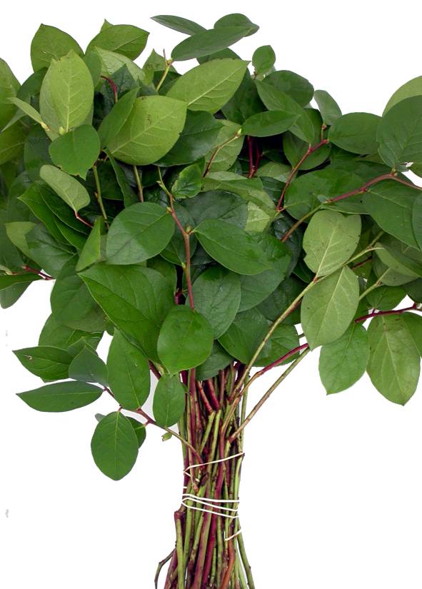Fresh Salal Foliage for Weddings
