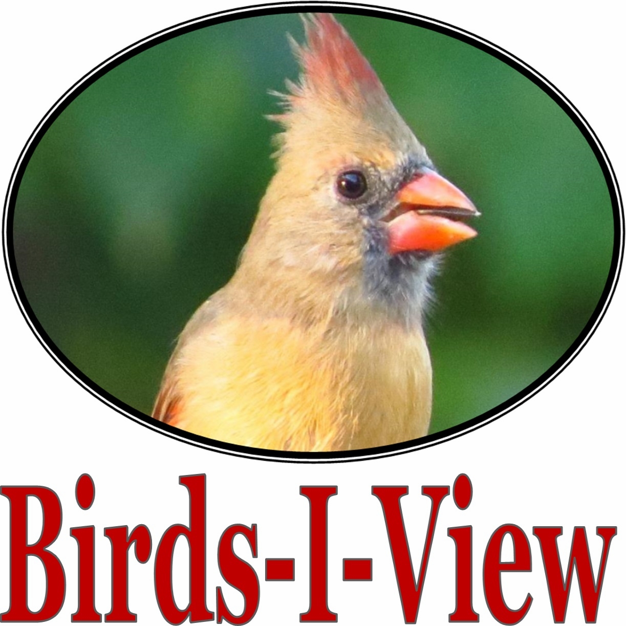 Birds-I-View