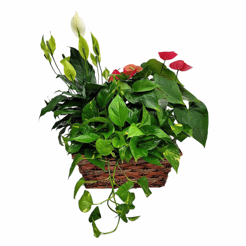 Assorted Plants in Basket