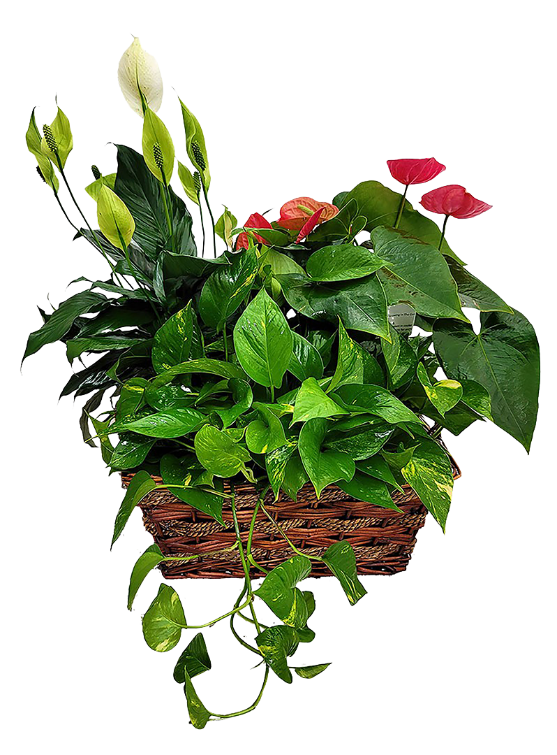 Assorted Plants in Basket