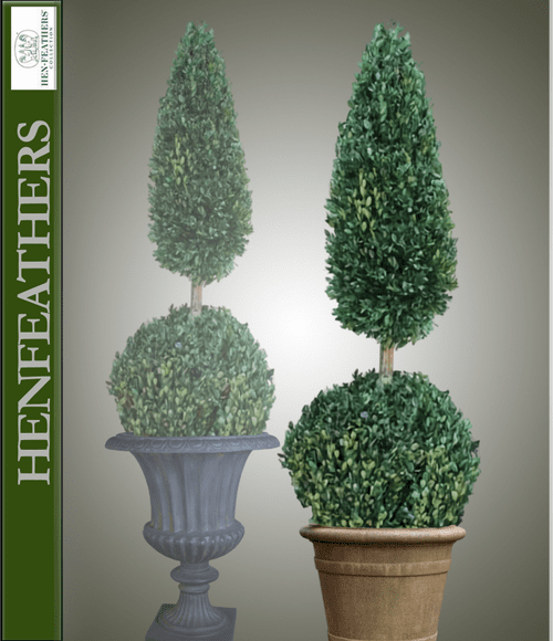 Real Boxwood 50" Ball Cone Preserved Topiary - HenFeathers