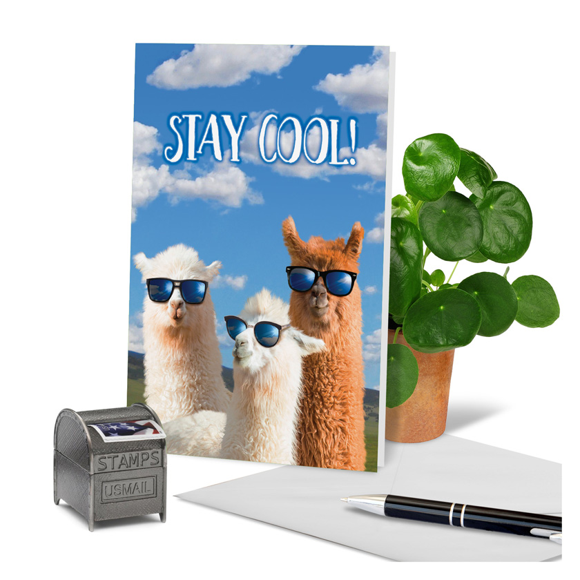 Cool Llamas - Congrats: Funny Congratulations Card