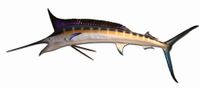 Fiberglass Fish Mounts | Replica Taxidermy | Fish Mount Replicas