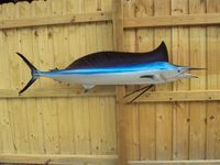 Fiberglass Fish Mounts | Replica Taxidermy | Fish Mount Replicas