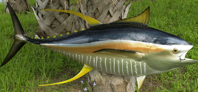 Yellowfin Tuna Mount | Large Fish Replica Mounts