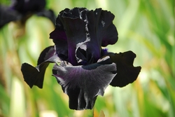 Iris Catalog-irises bearded sale iris catalog irises flower