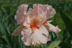 Pink Tall Bearded Irises