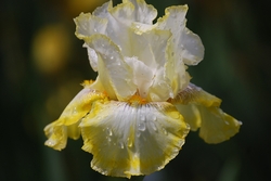 Bi Color Tall Bearded Iris
