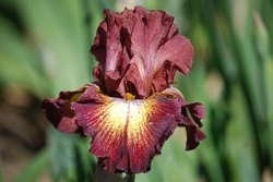 Bi Color Tall Bearded Iris