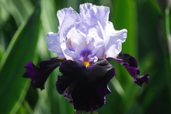 Bi Color Tall Bearded Iris