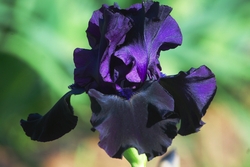 Iris Catalog-irises bearded sale iris catalog irises flower