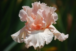 Tall Bearded Iris - Pleasants Valley Iris Farms Online Catalog